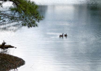 Home - Glebe Harbor - Cabin Point